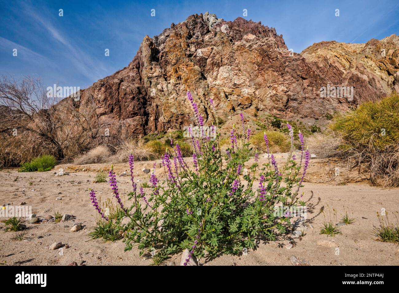Lupin arizonicus hi-res stock photography and images - Alamy