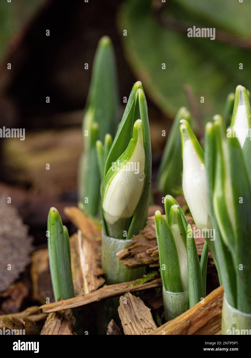 A group of emerging snowdrop leaves and flowers emerging through a bark ...