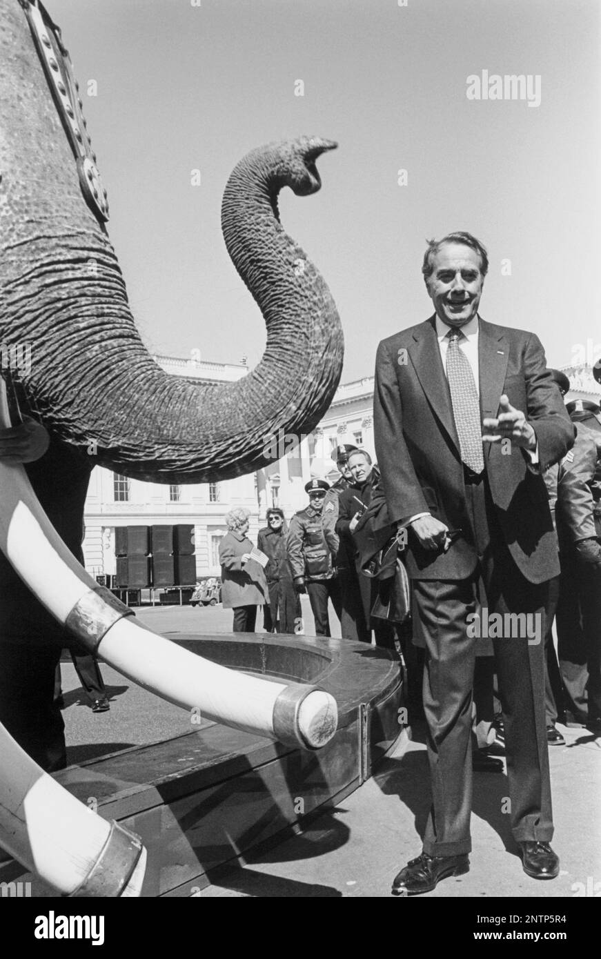 King tusk hi-res stock photography and images - Alamy