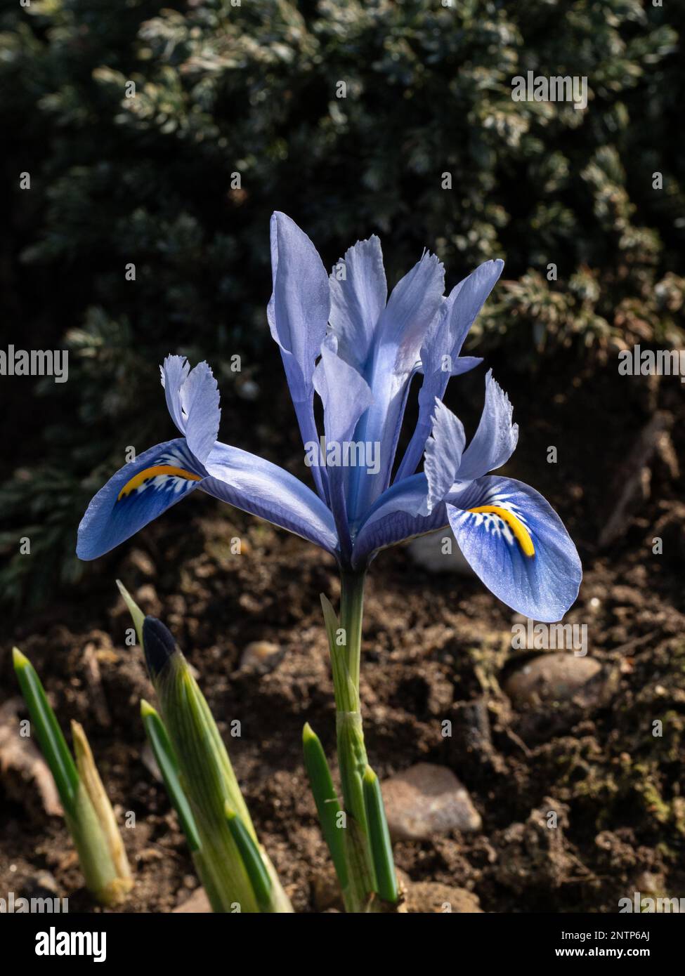 The delicate sky blue flowers of Iris reticulata 'Alida' Stock Photo ...