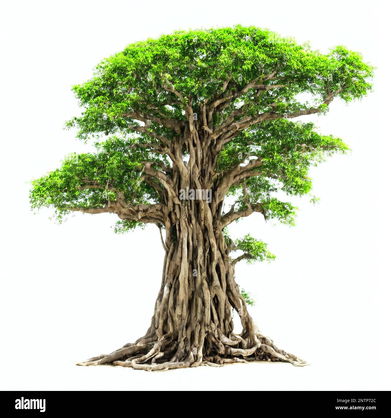 banyan tree, large plant with column roots isolated on white background ...