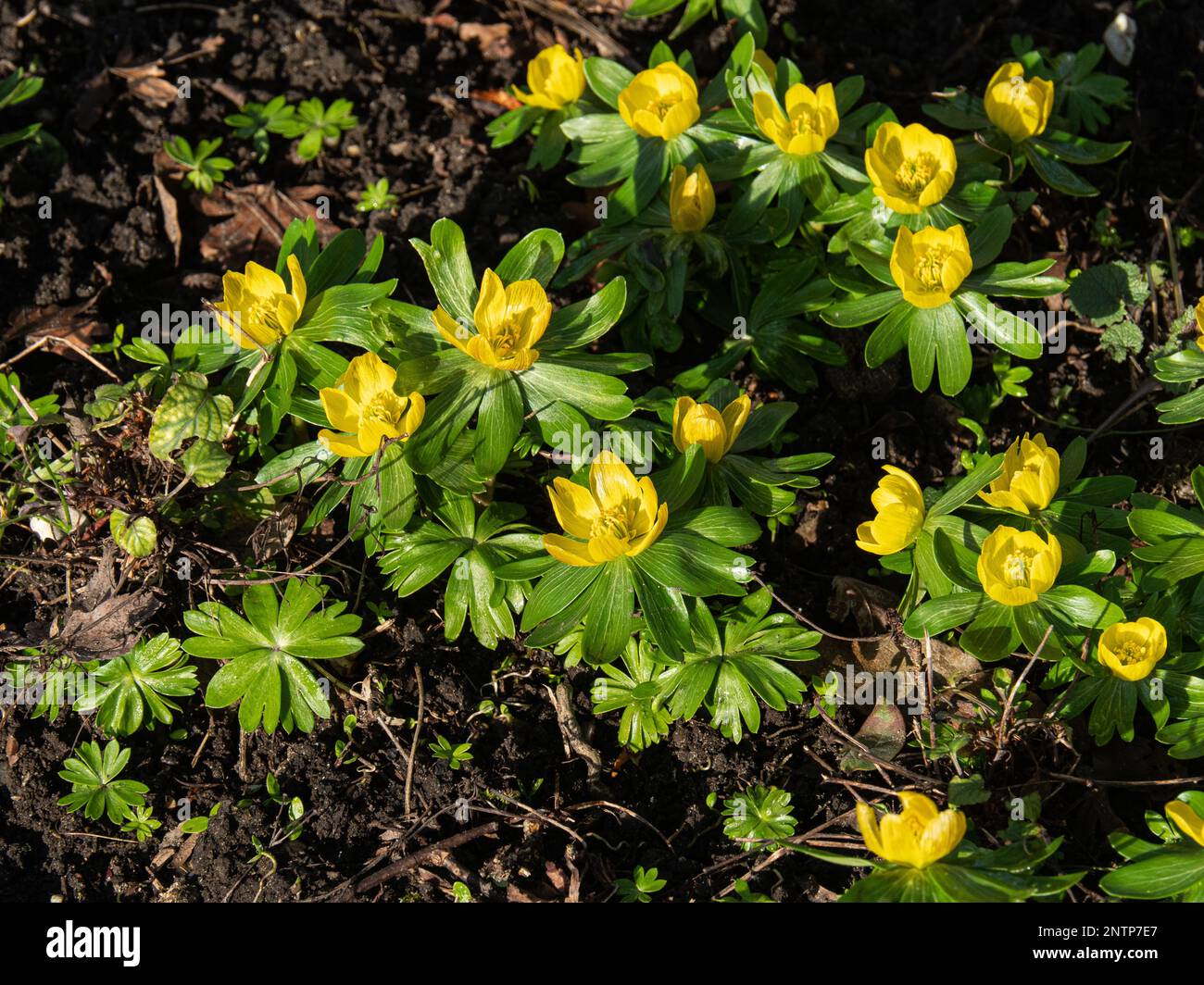 A group of yellow winter aconites (Eranthis hyemalis) flowering in the ...