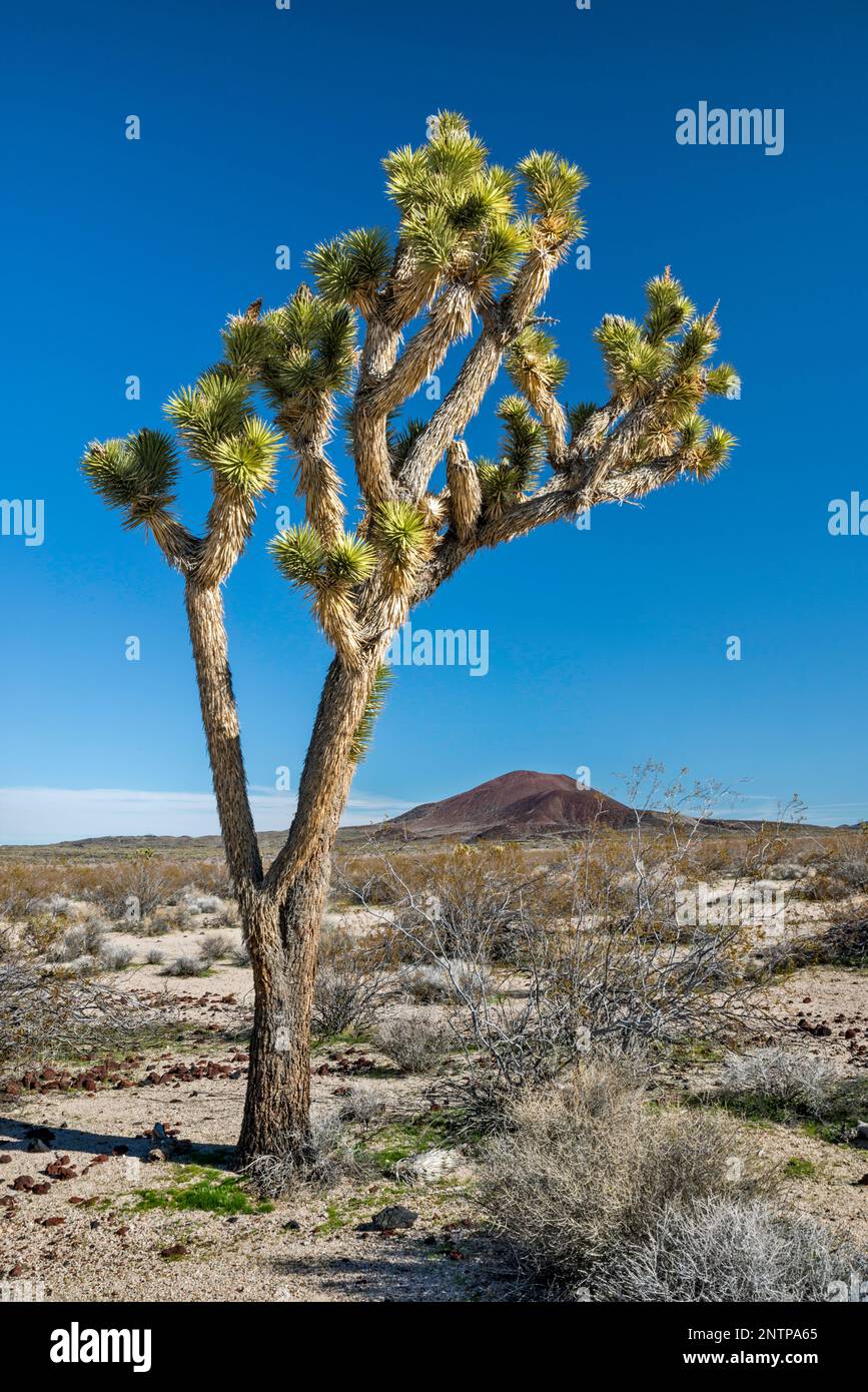 Joshua tree, cinder cone, Aikens Mine Road, Cinder Cones Lava Beds ... Joshua tree, cinder cone, Aikens Mine Road, Cinder Cones Lava Beds ...