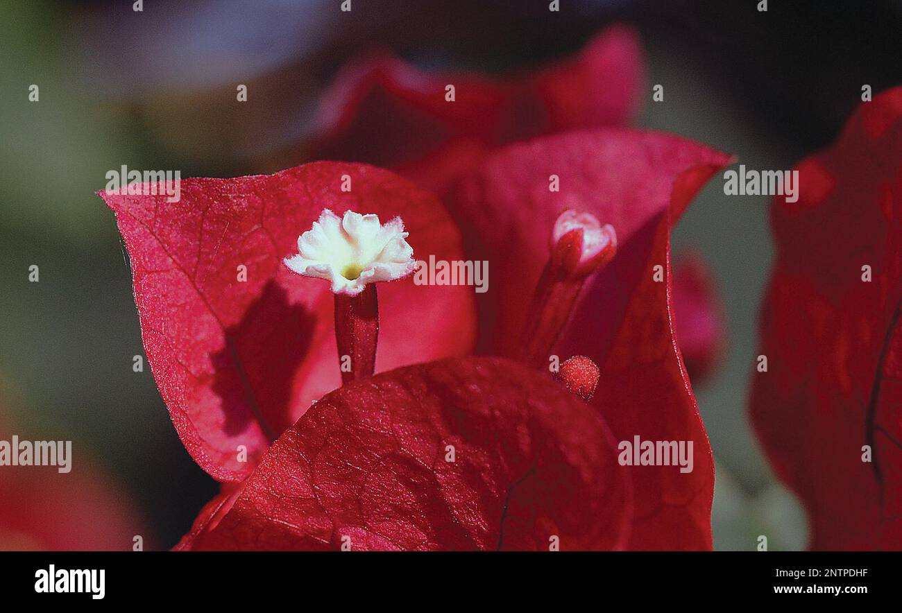 Blossoms on a bougainvillea plant in the front yard of a home in the ...