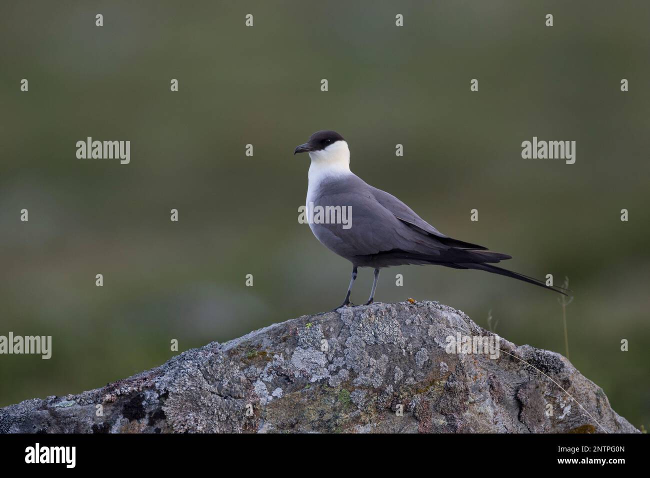Falkenraubmöwe, Falken-Raubmöwe, Raubmöwe, Raubmöwen, Stercorarius ...