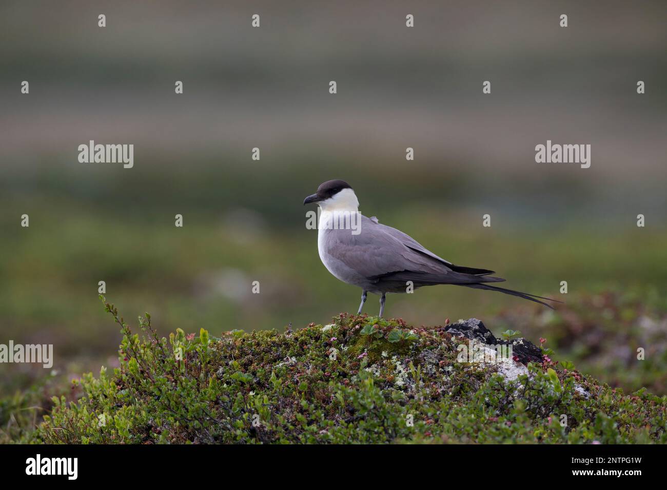 Falkenraubmöwe, Falken-Raubmöwe, Raubmöwe, Raubmöwen, Stercorarius ...