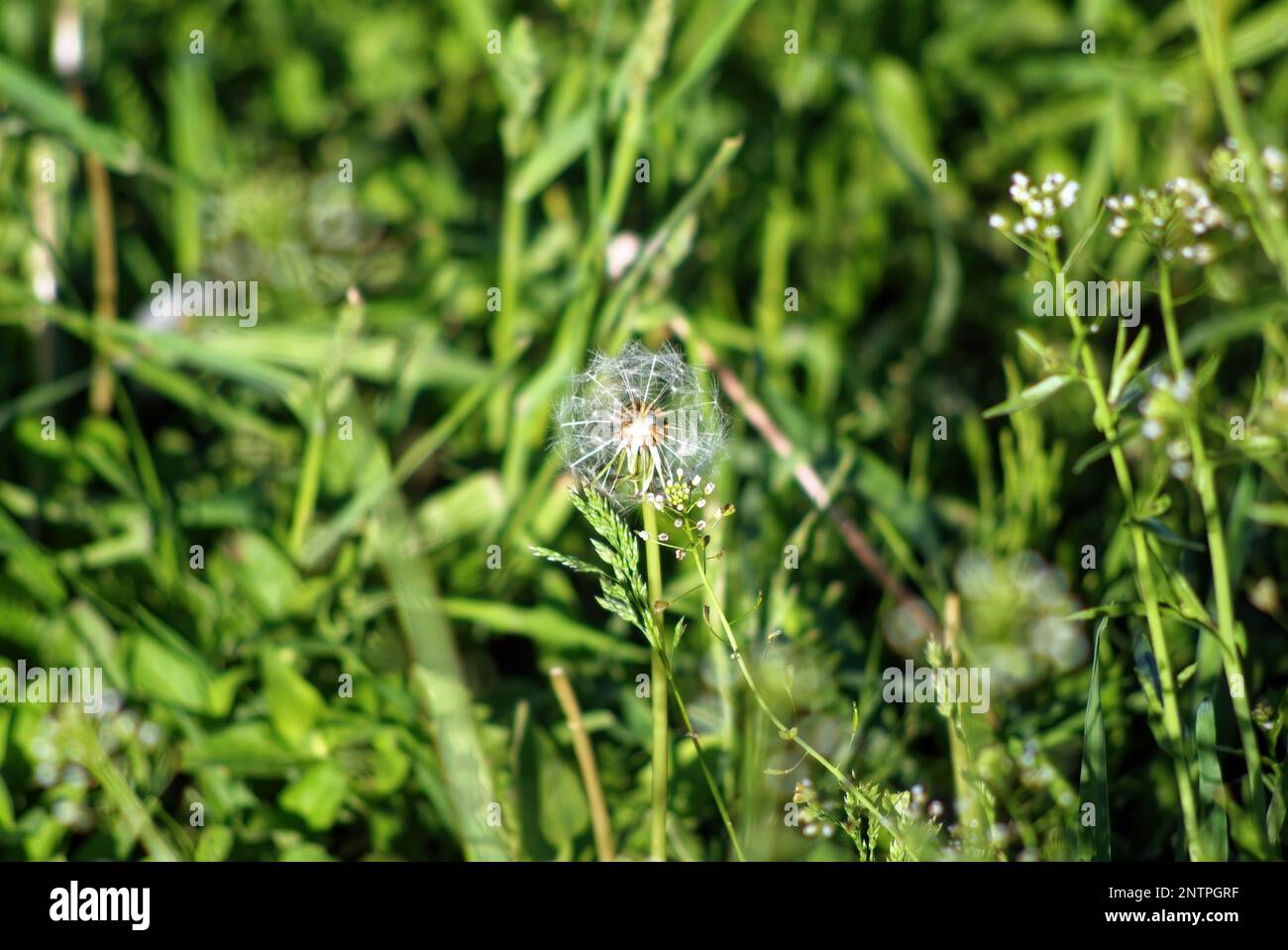 dandelion flower in the garden, spring Stock Photo - Alamy