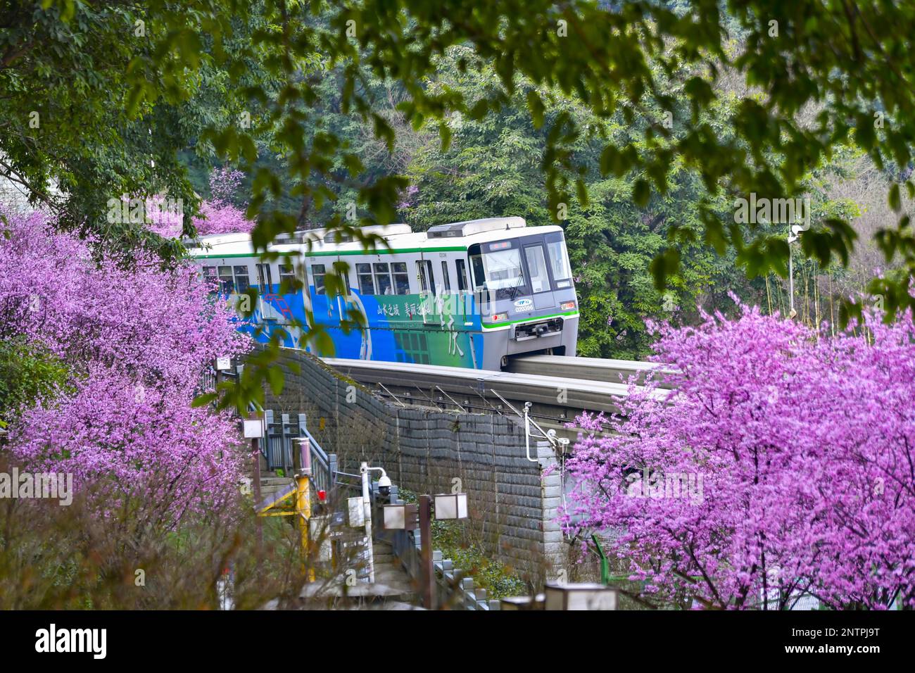 A monorail train runs through blooming plum blossoms in the Fotuguan ...