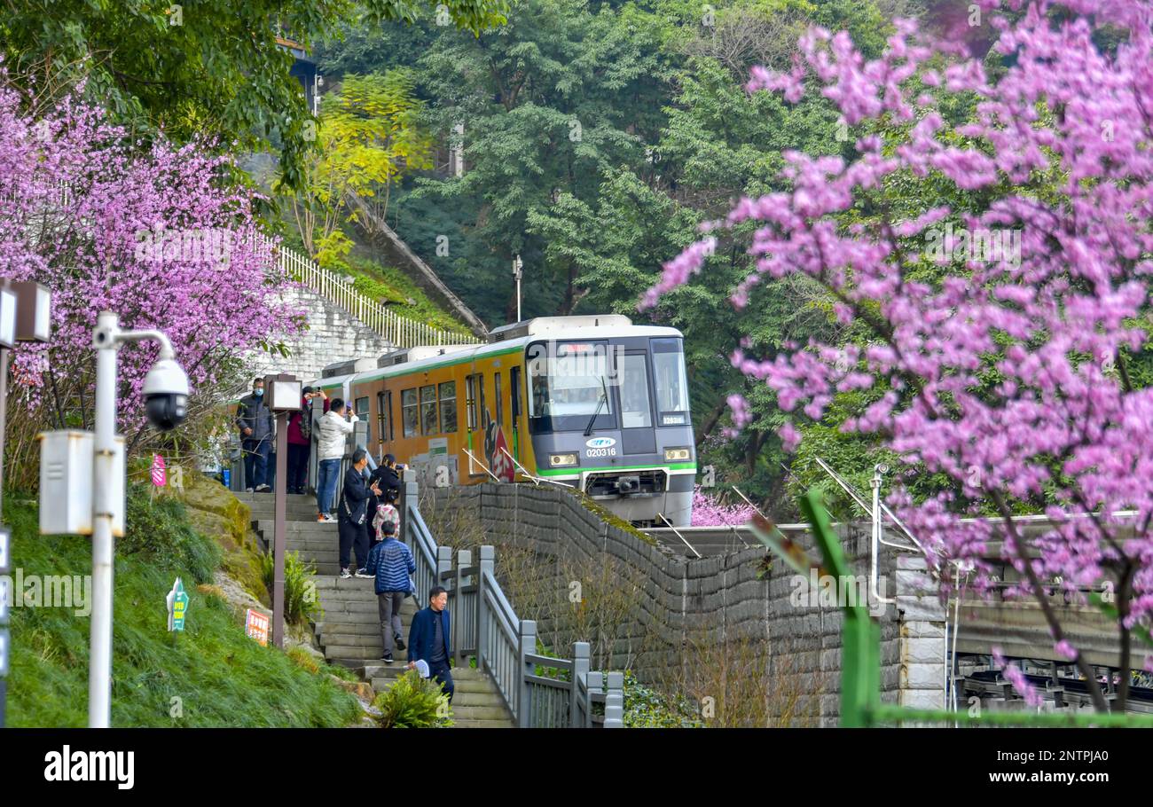 A monorail train runs through blooming plum blossoms in the Fotuguan ...