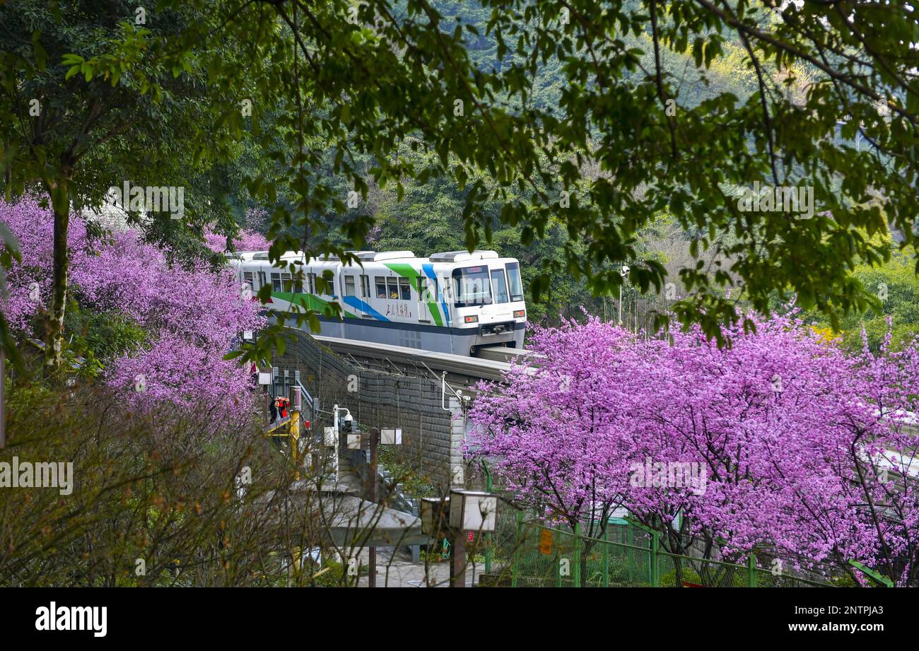 A monorail train runs through blooming plum blossoms in the Fotuguan ...