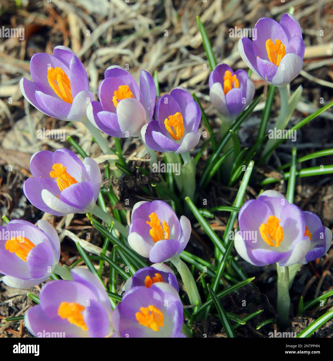 A sure sign of Spring as a flowering plant in the iris family, the ...