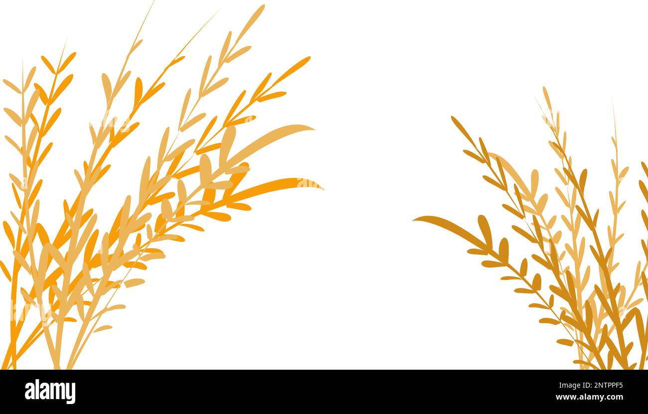 Yellow rice plant illustration background. Perfect for website ...