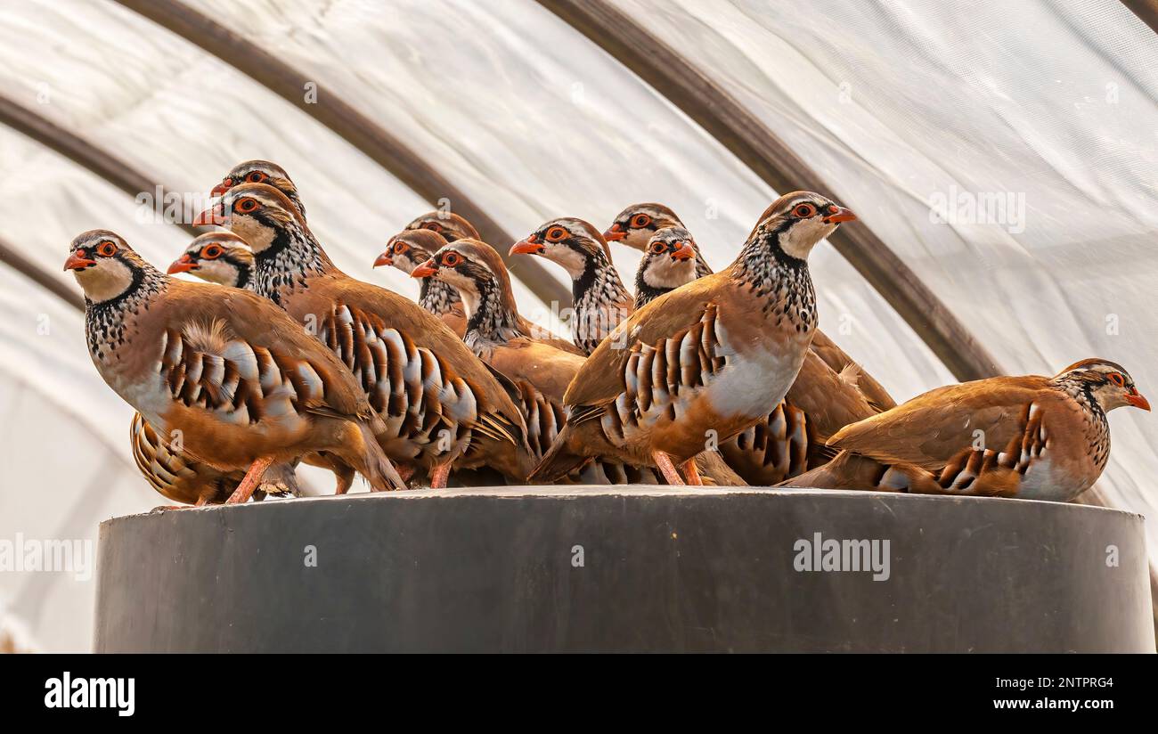 Spanish Partridge Company - Boothby Shoot Stock Photo - Alamy