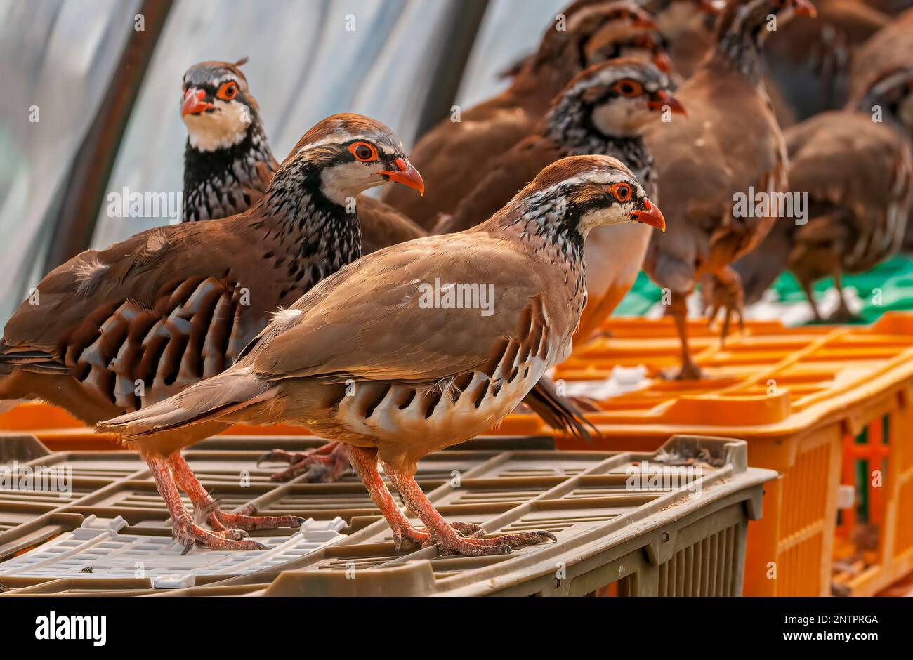 Polly Tunnel Partridge Project Stock Photo - Alamy