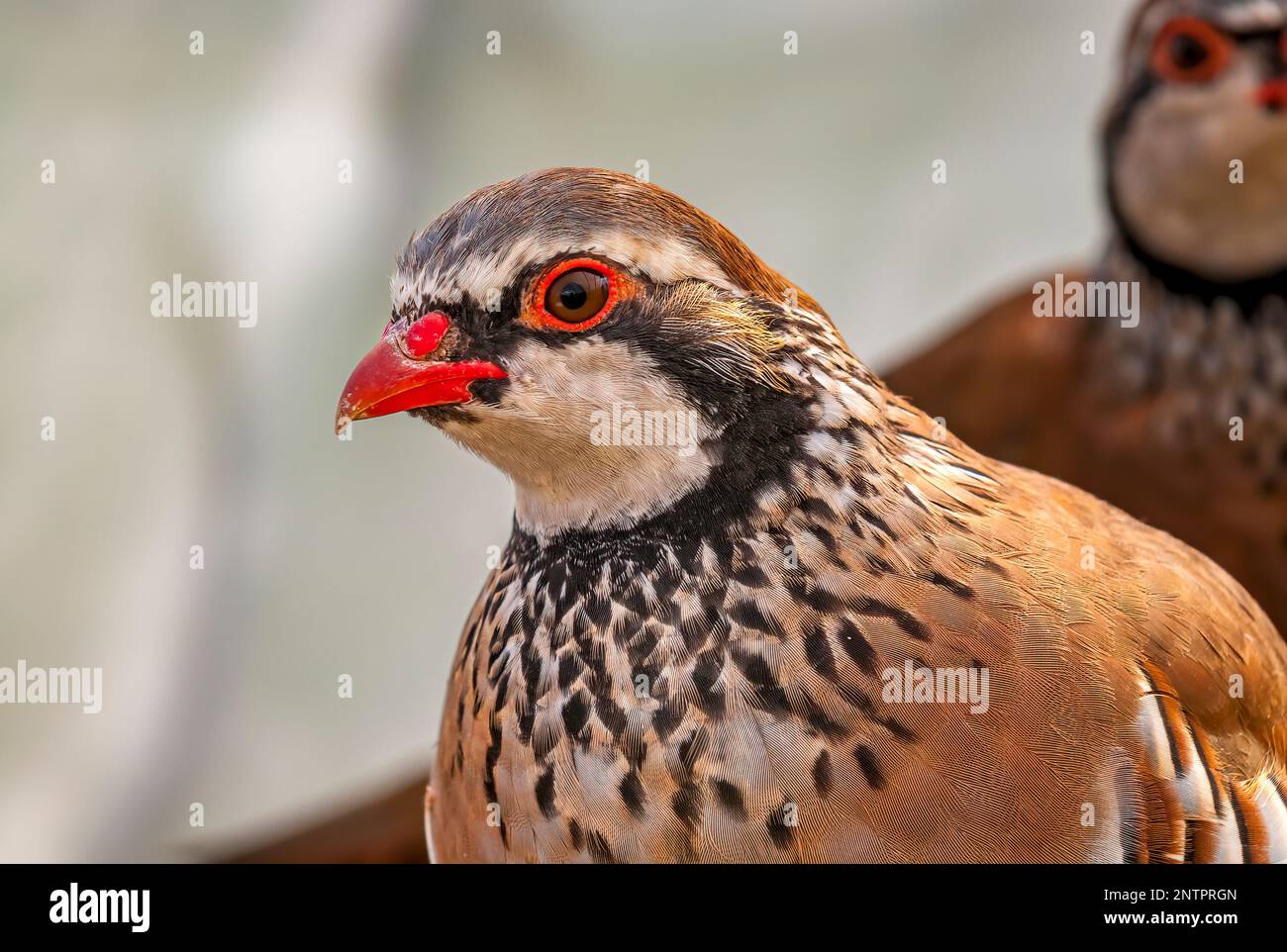 French Partridge, often know as a Red Legged Partridge, due it s red ...
