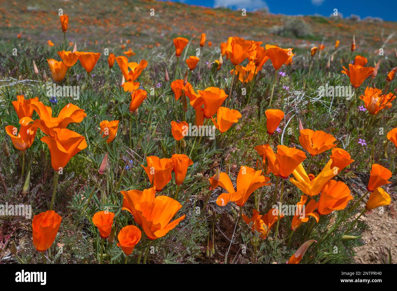 California poppies field, early March (early in season), Antelope ...