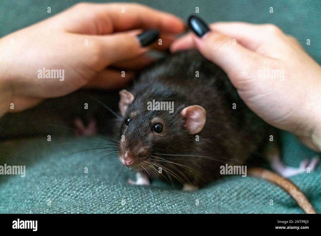 Black domestic rat Dumbo in female hands Stock Photo - Alamy