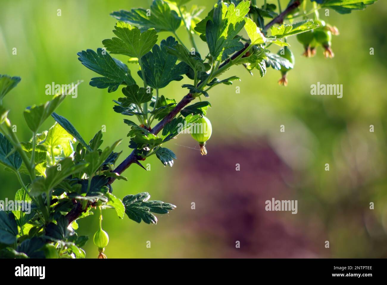 Green gooseberry berries on growing hi-res stock photography and images ...