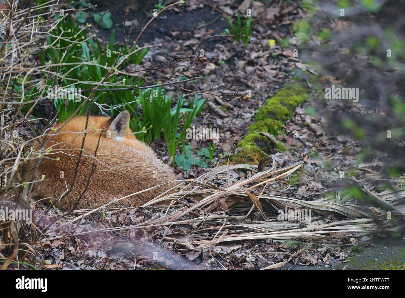 Edinburgh Scotland, UK 27 February 2023. Photographed through glass ...