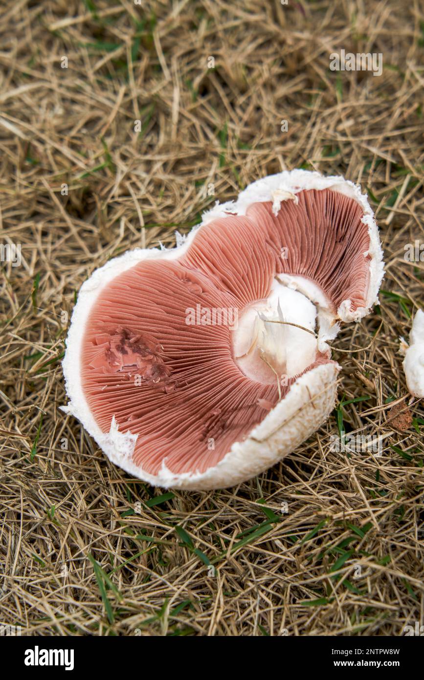 A round and plump wild mushroom fungus close-up Stock Photo - Alamy