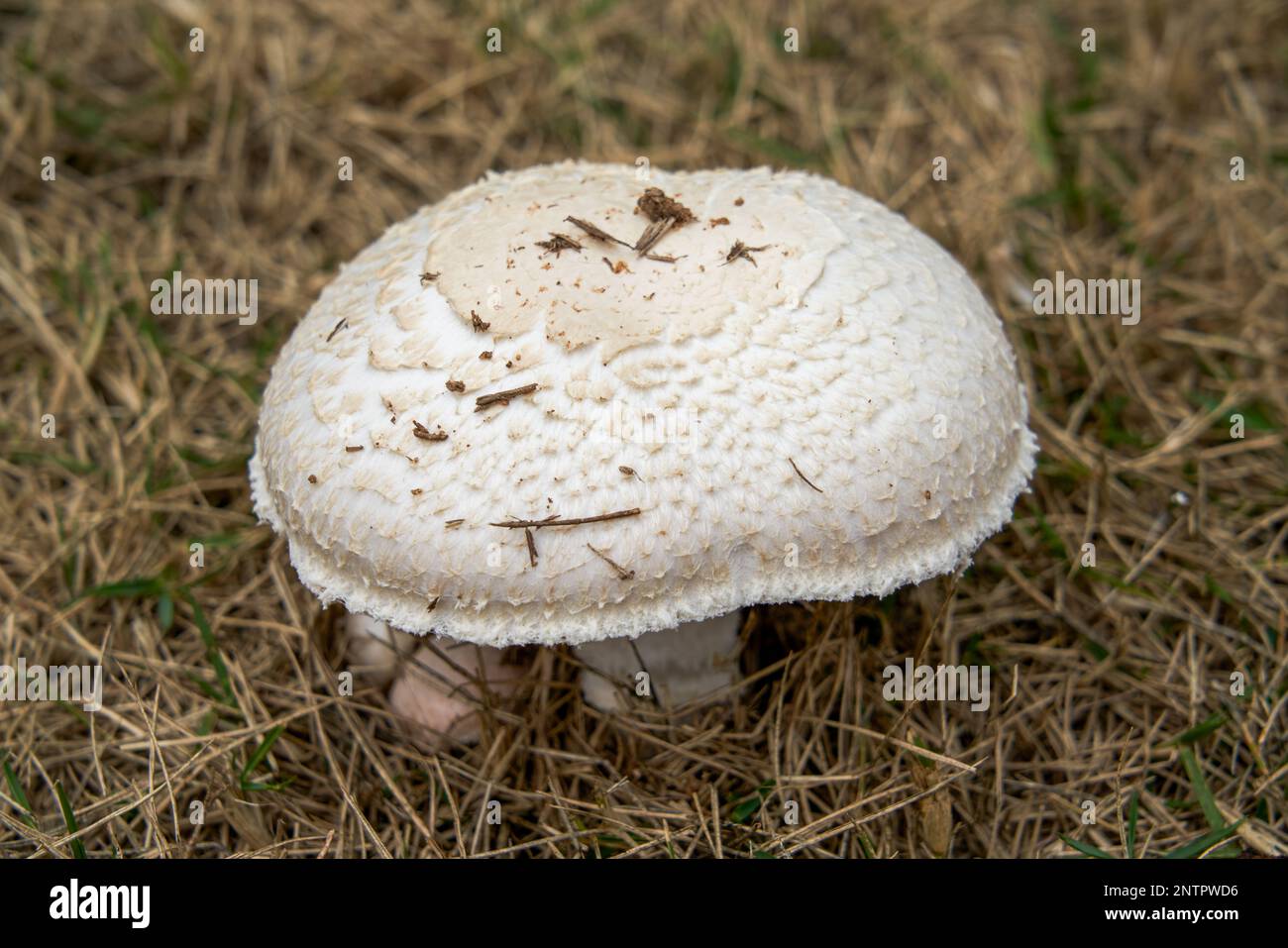 A round and plump wild mushroom fungus close-up Stock Photo - Alamy