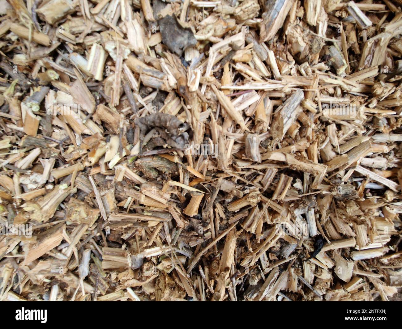 Biodiversity snapshot hi-res stock photography and images - Alamy
