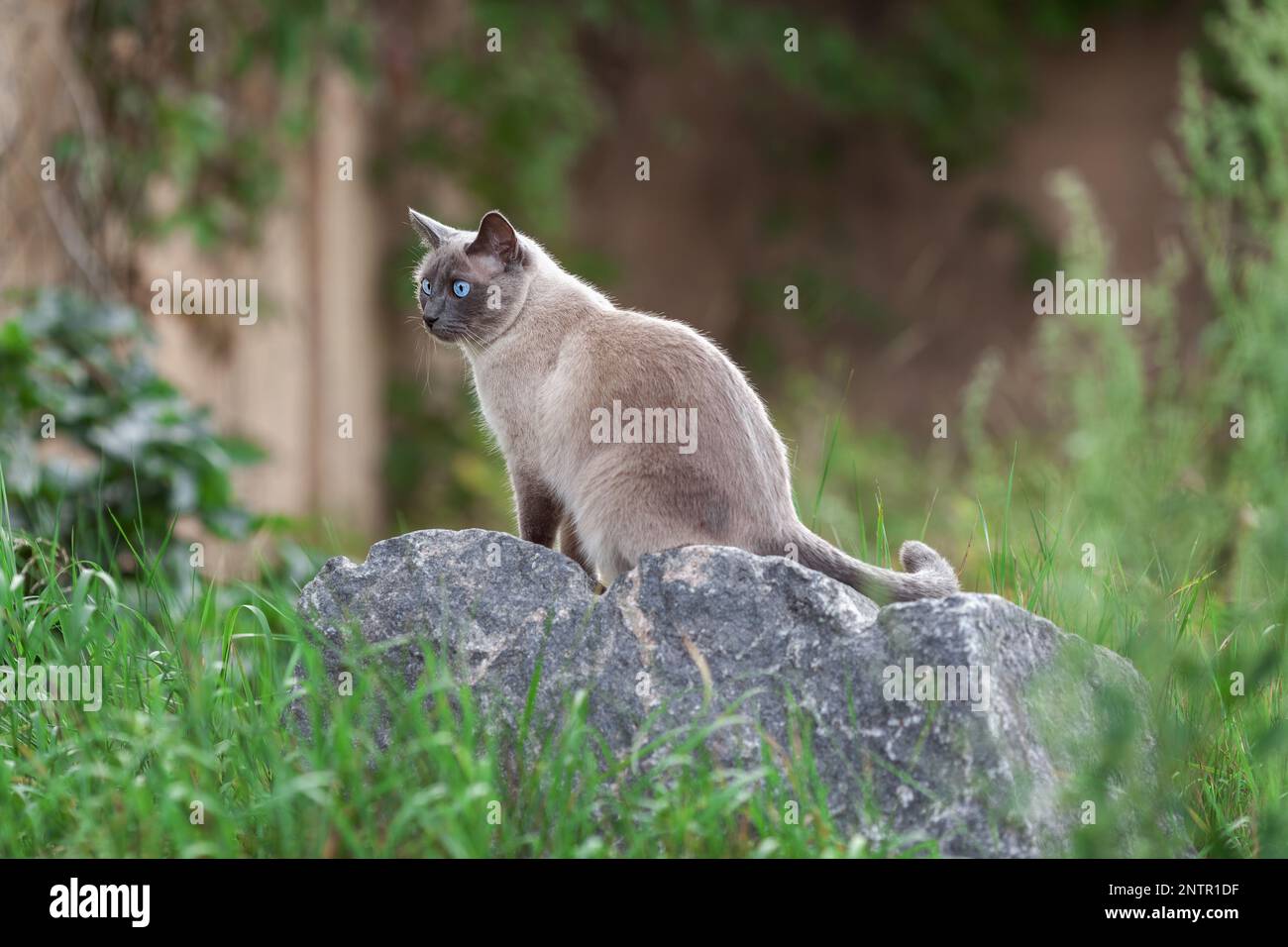 Outdoors domestic hi-res stock photography and images - Alamy