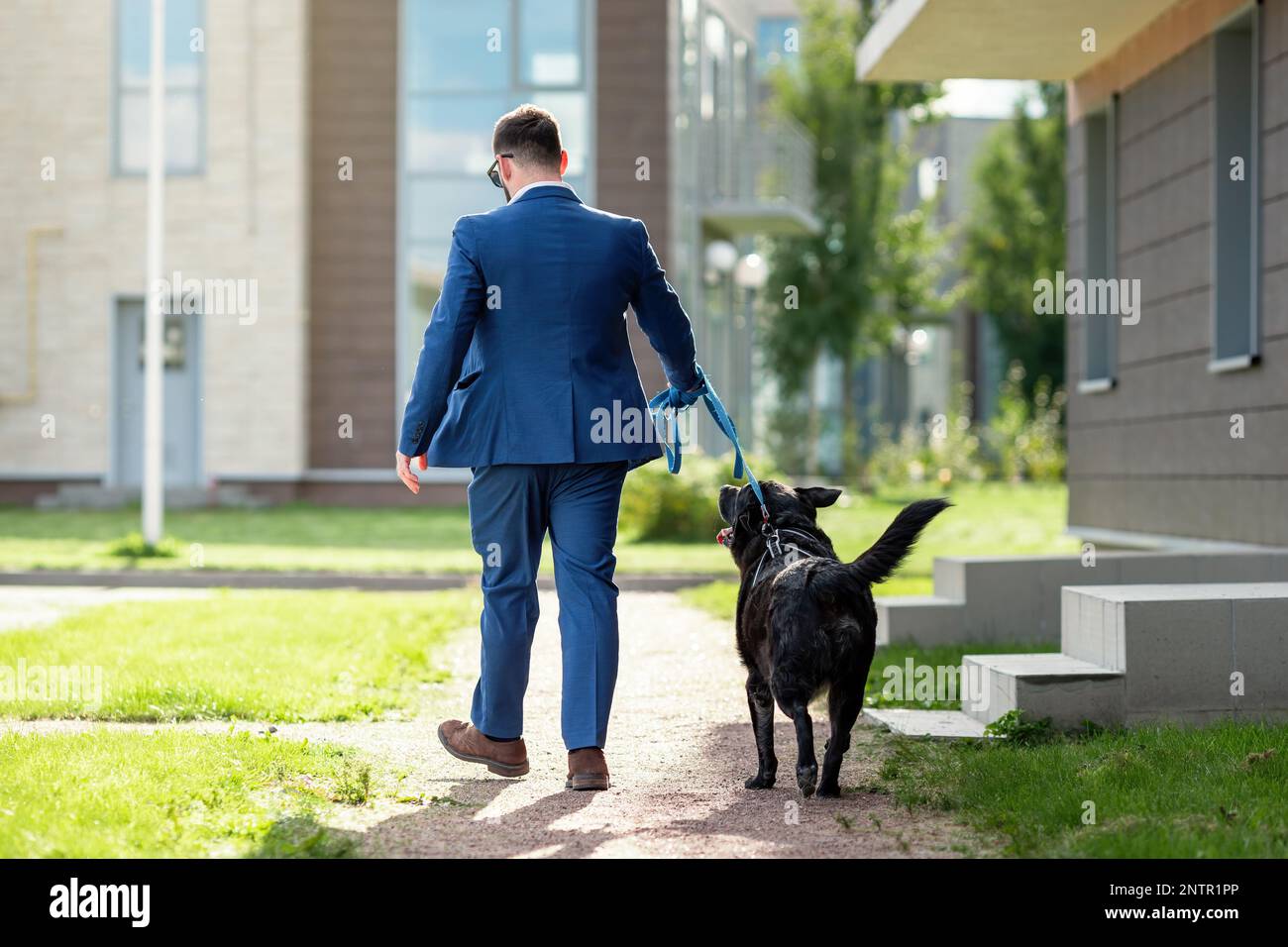Back view of man walking his dog on a leash Stock Photo - Alamy
