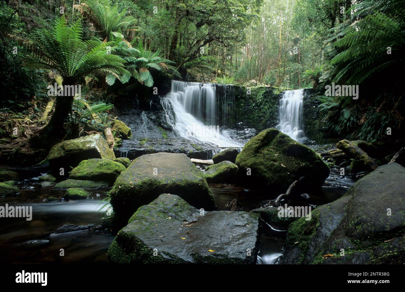 Australia, Tasmania, Mount Field NP, Horseshoe falls Stock Photo - Alamy