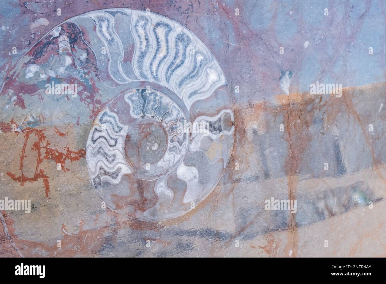 Fish and shellfish fossils recovered from Morocco's Atlas Mountains ...