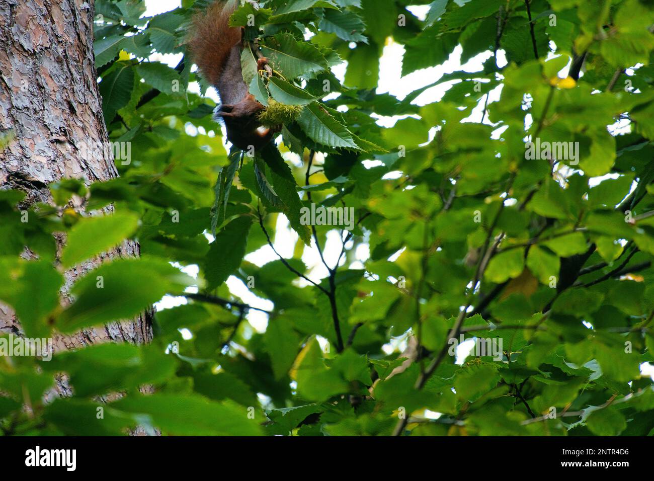 Red brown squirrel in tree between green leaves. Rodent from the wild ...