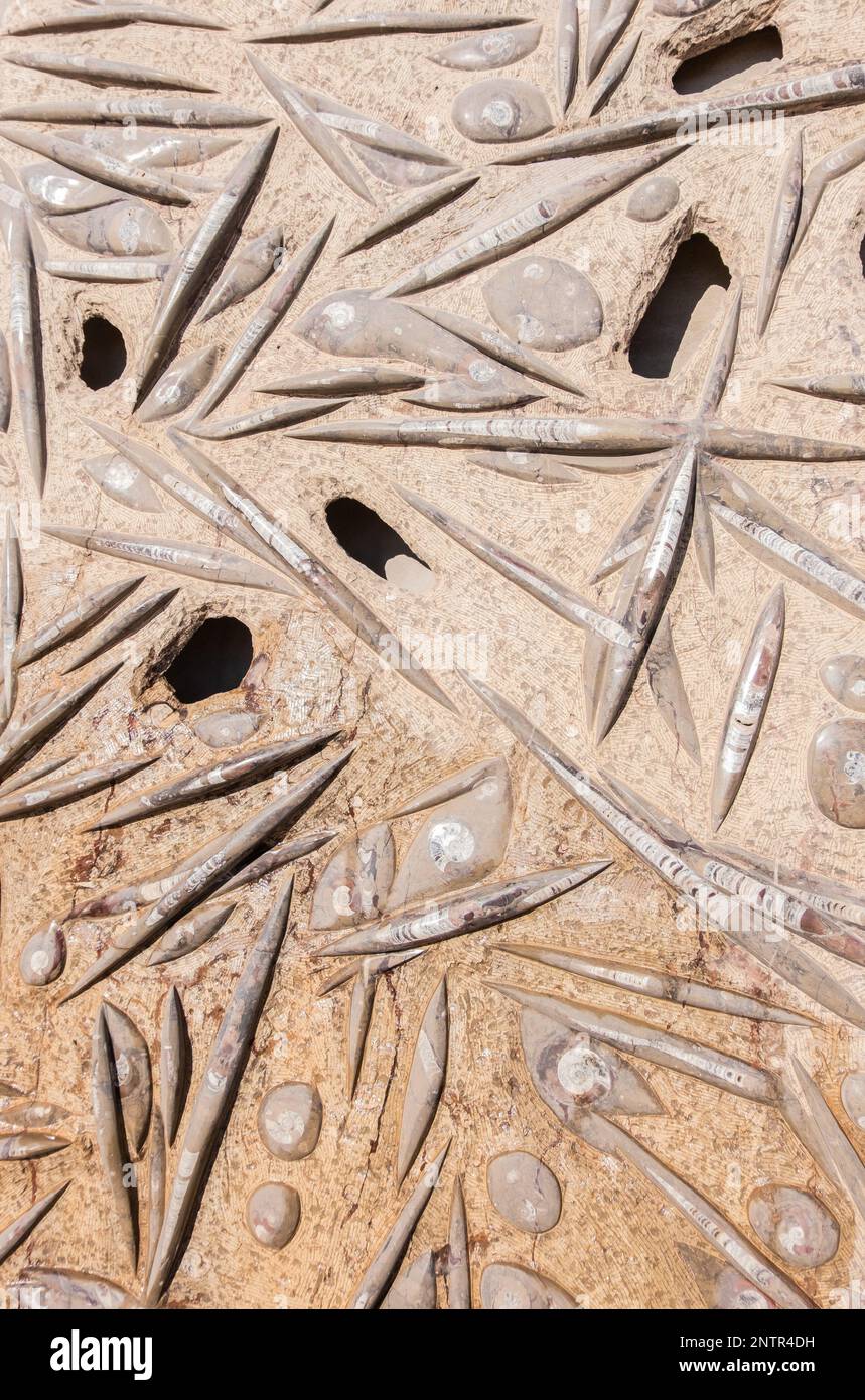 Fish and shellfish fossils recovered from Morocco's Atlas Mountains ...