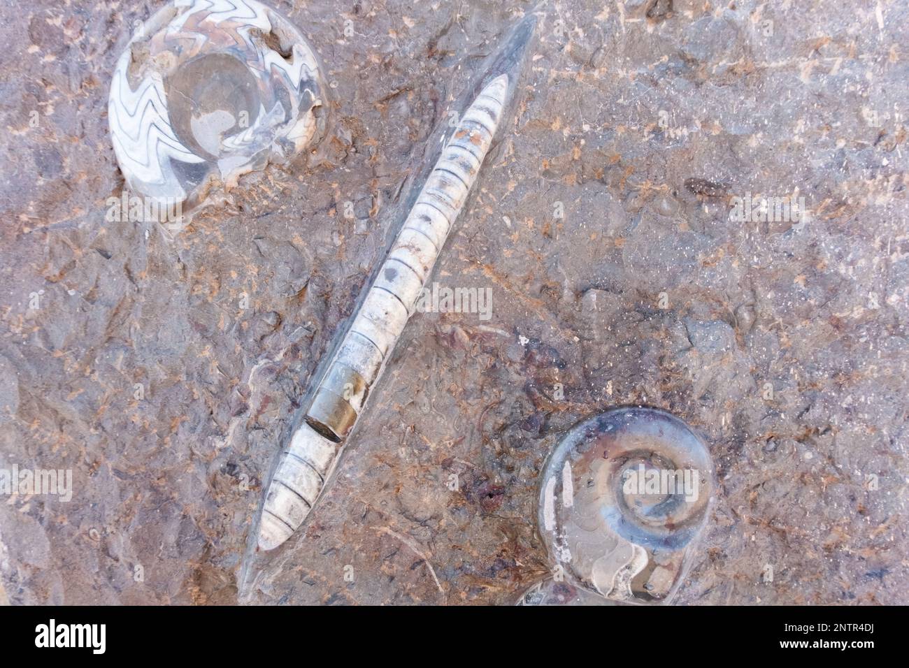 Fish and shellfish fossils recovered from Morocco's Atlas Mountains ...