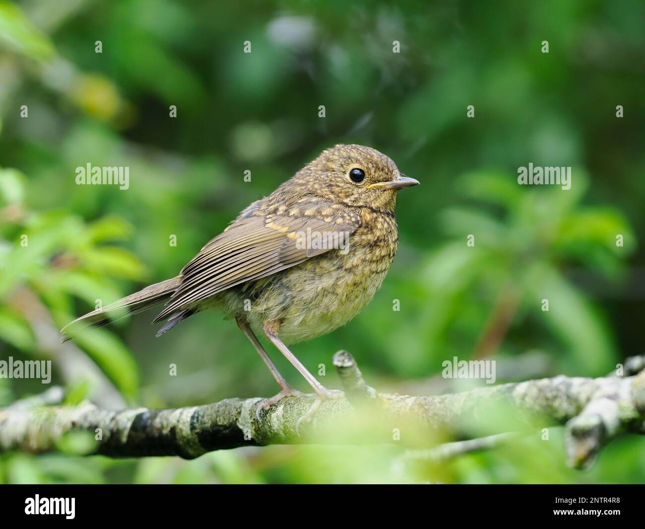 A juvenile robin (Erithacus rubecula) photographed during May, in ...