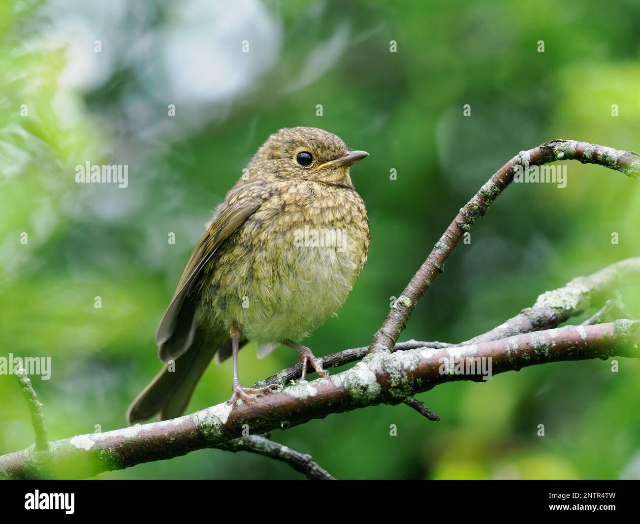 A juvenile robin (Erithacus rubecula) photographed during May, in ...