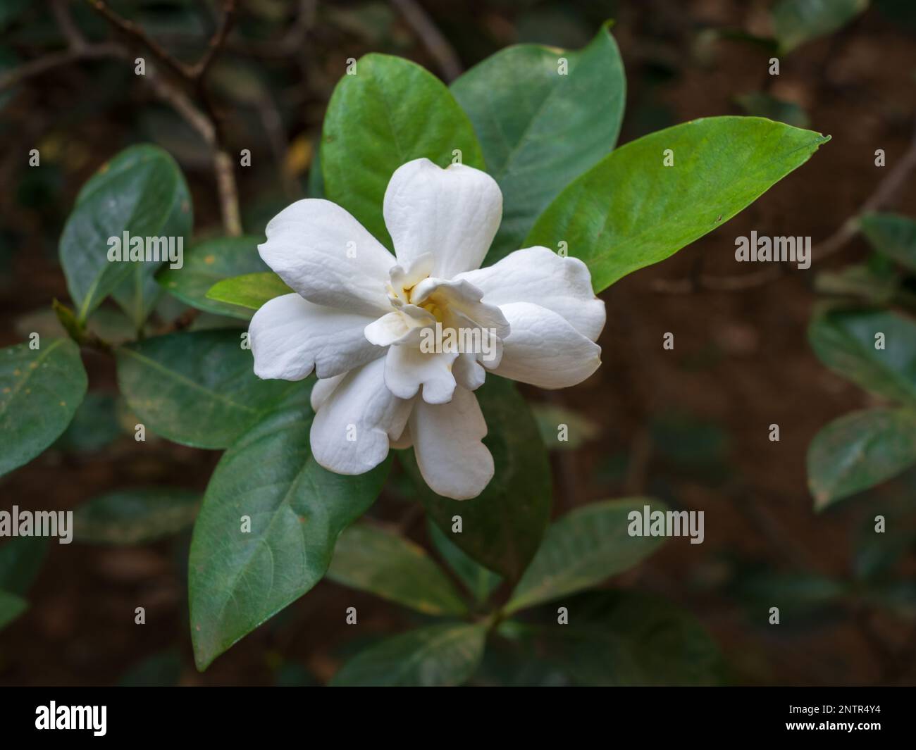 Closeup view of gardenia jasminoides white fragrant flower blooming ...