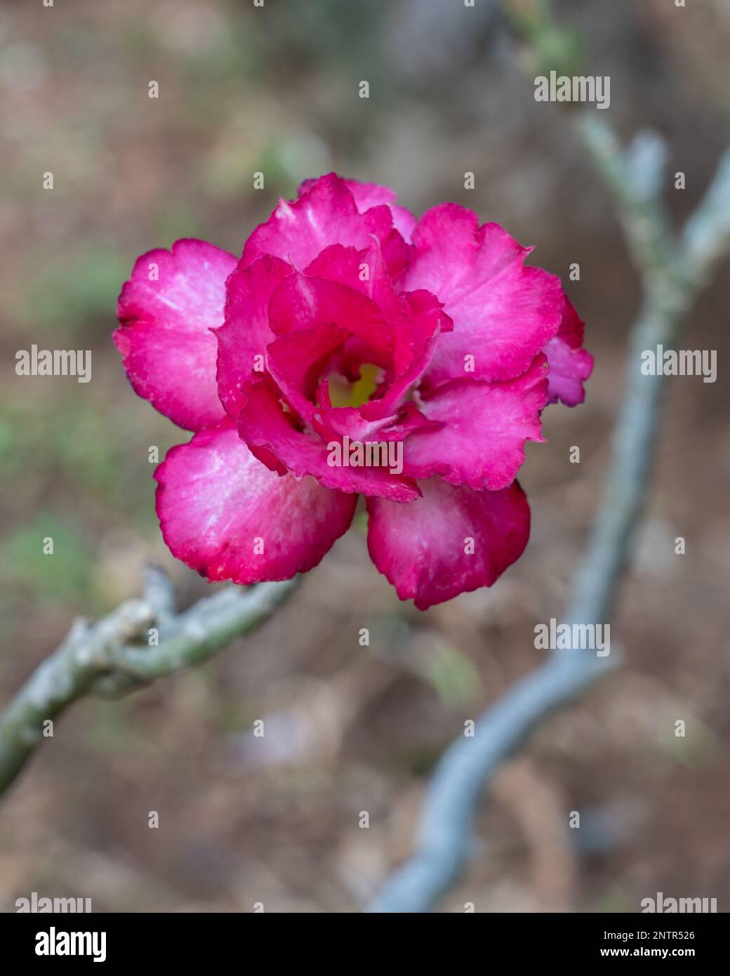Closeup view of colorful pink red double flower of adenium obesum aka ...