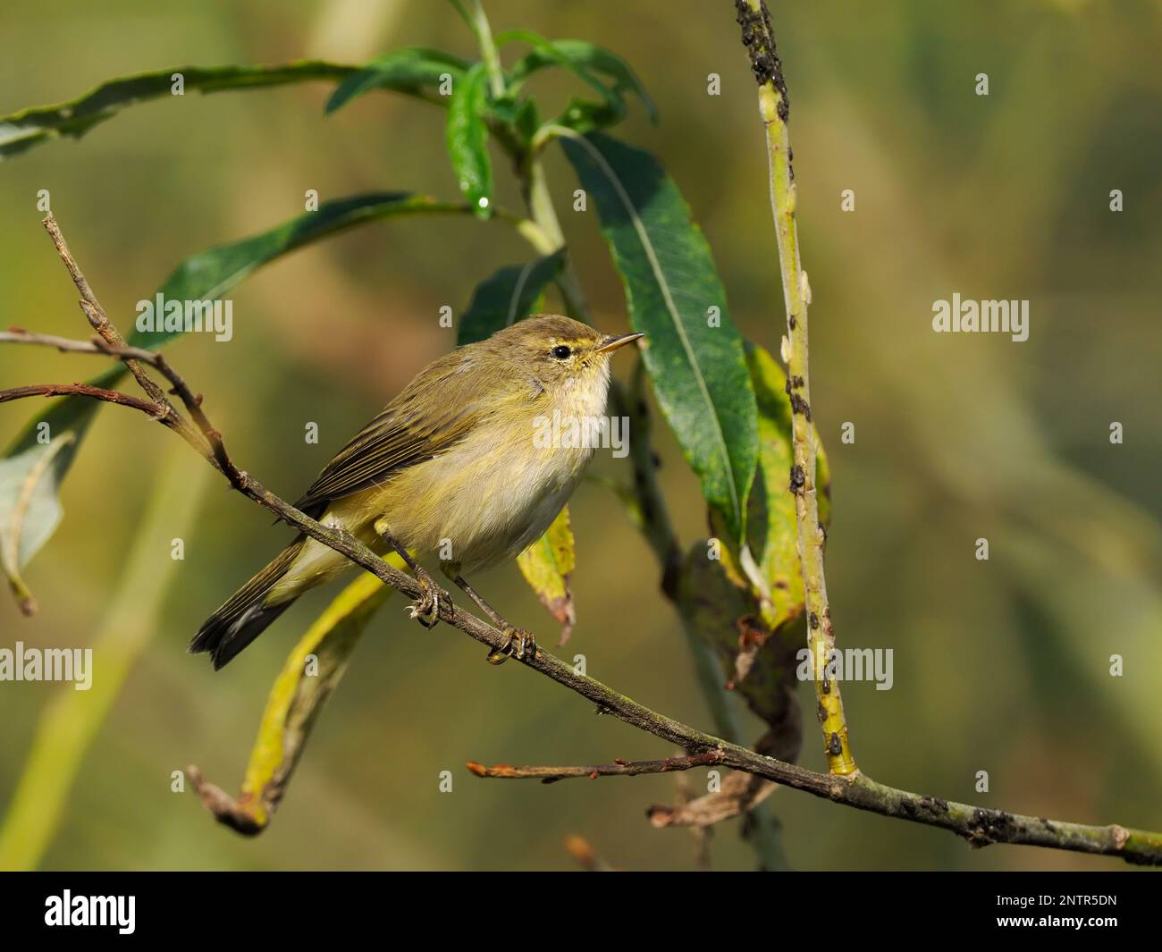 Chiffchaff photography hi-res stock photography and images - Alamy