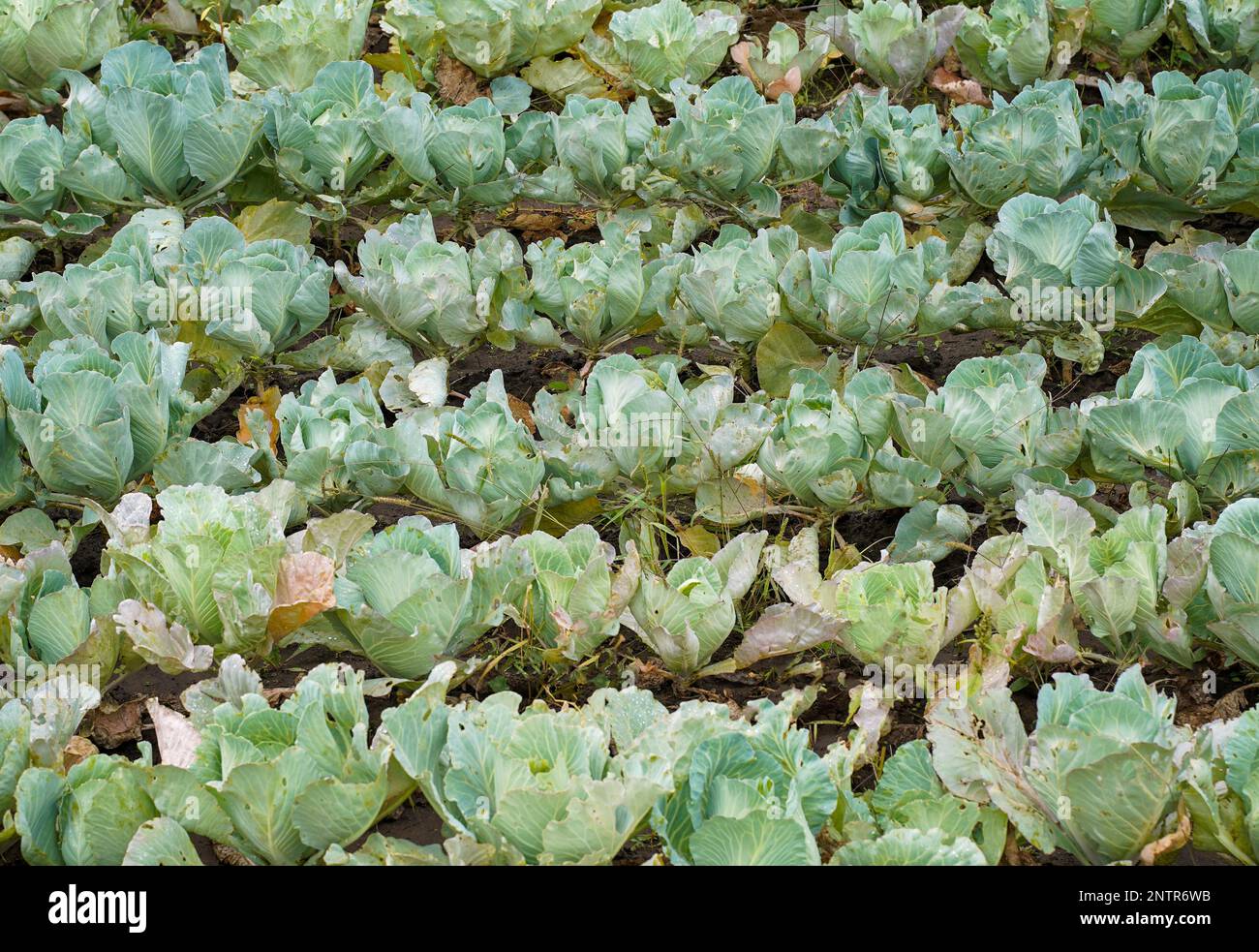 Green cabbages heads in line grow on farm field Stock Photo - Alamy