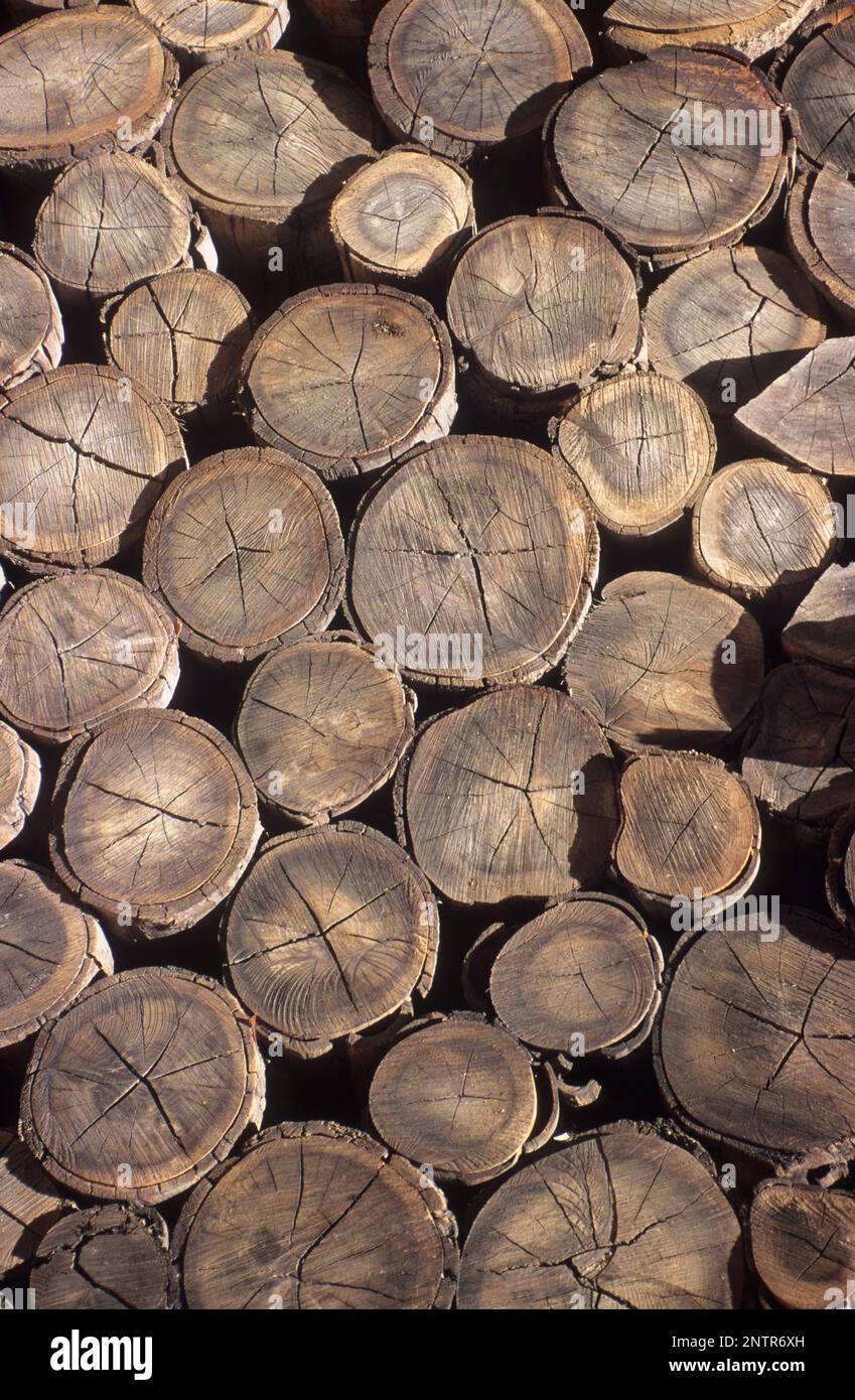 Australia, Tasmania, Forestry Industry, logs stacked waiting for ...
