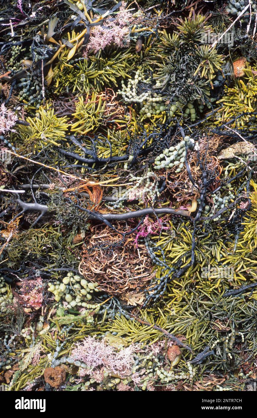 Australia, Tasmania, Seaweed washed up on the beach taken near Stanley ...