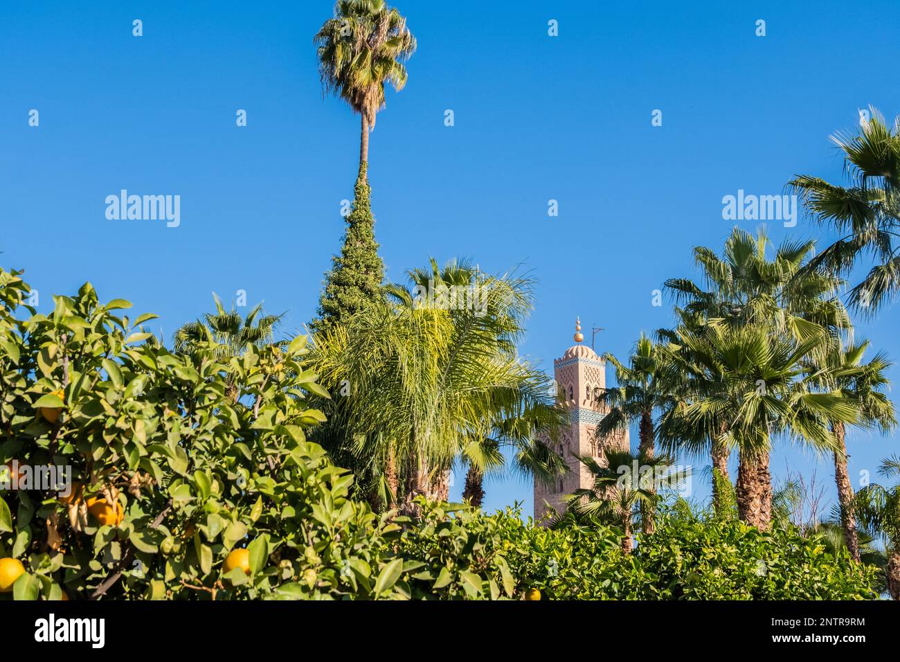 Tower of a mosque among giant palms and other trees with the blue sky ...