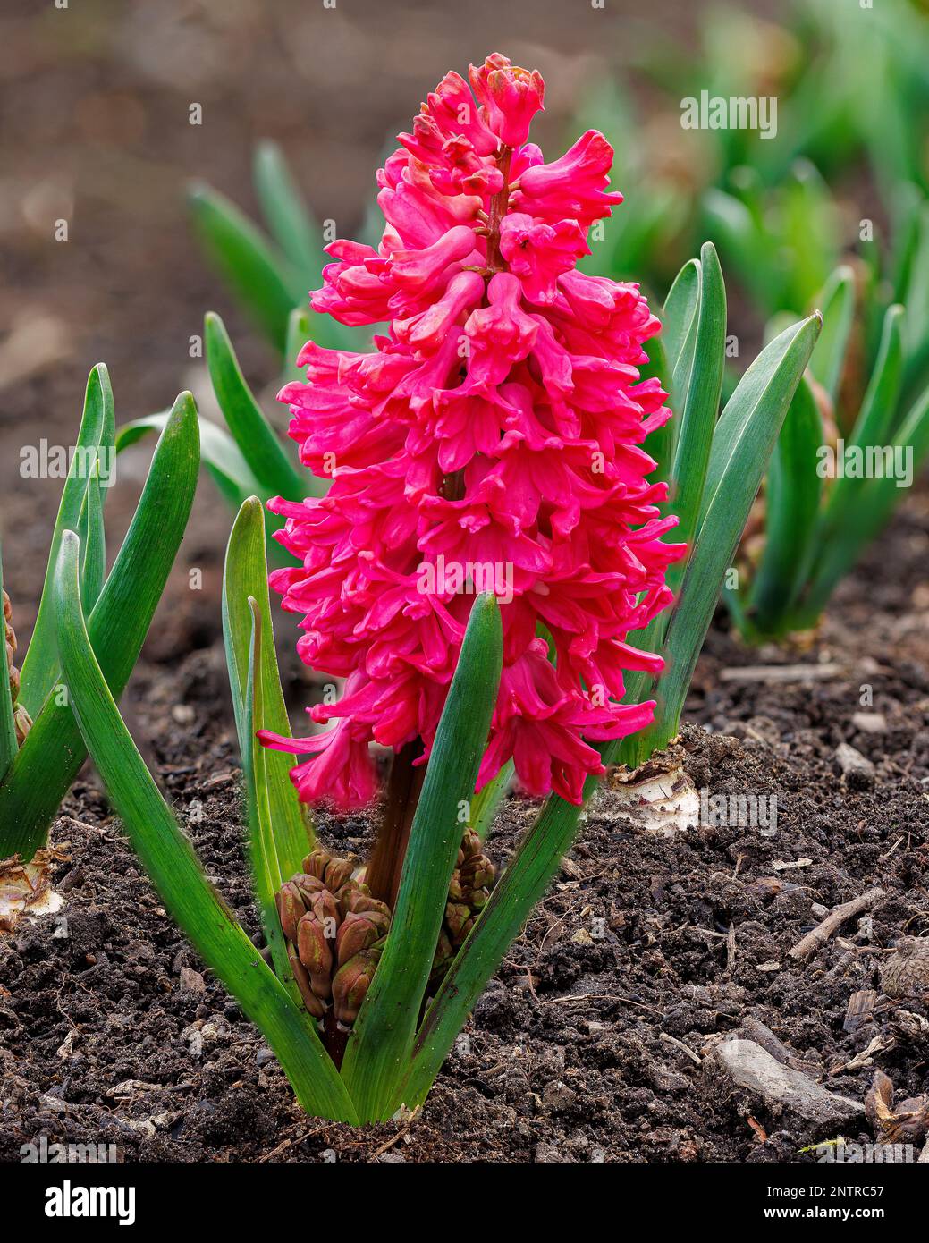Hyacinthus 'Pink Pearl' at Aberglasney Gardens Stock Photo - Alamy