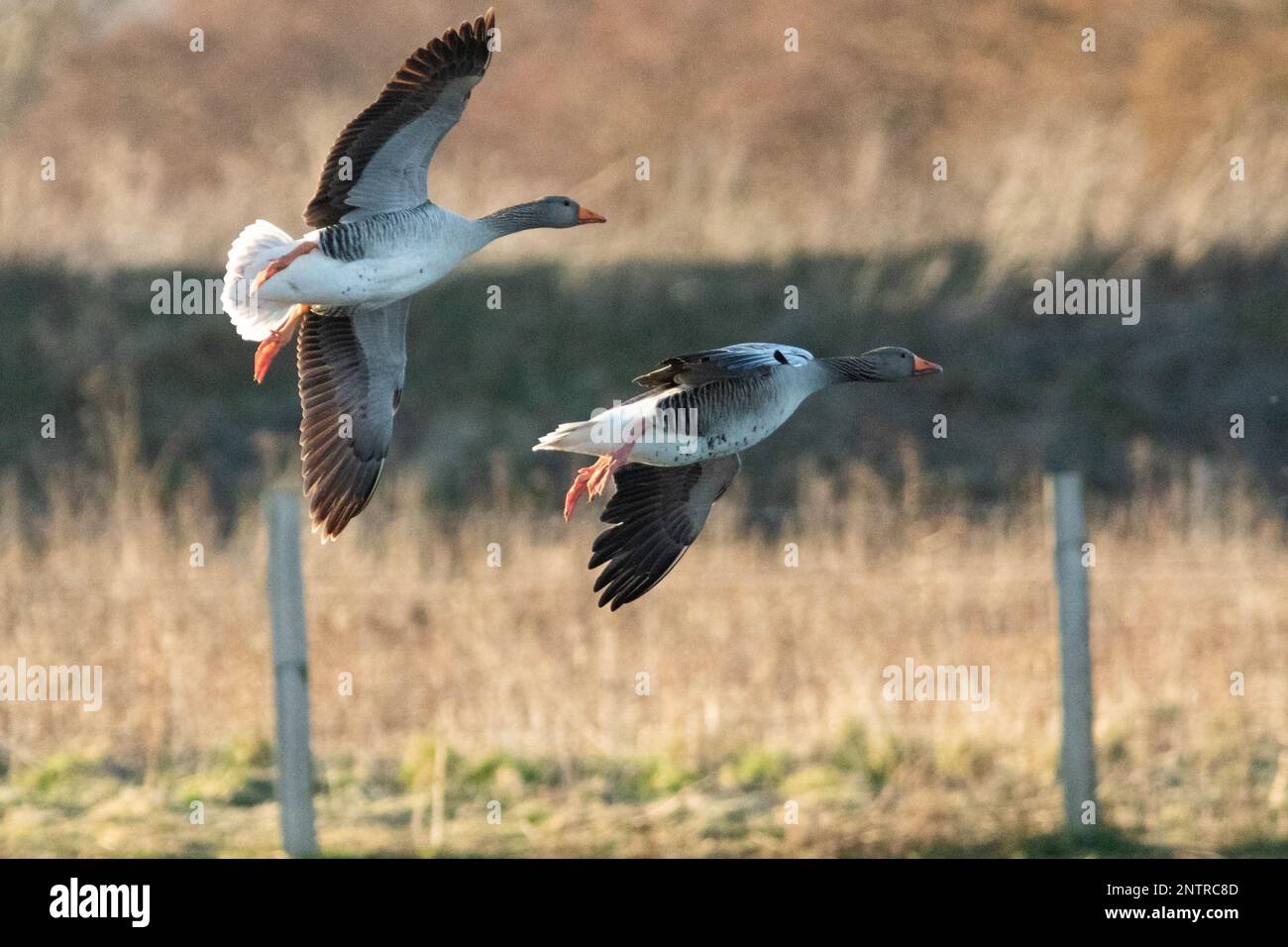 Greylag geese in flight Stock Photo - Alamy