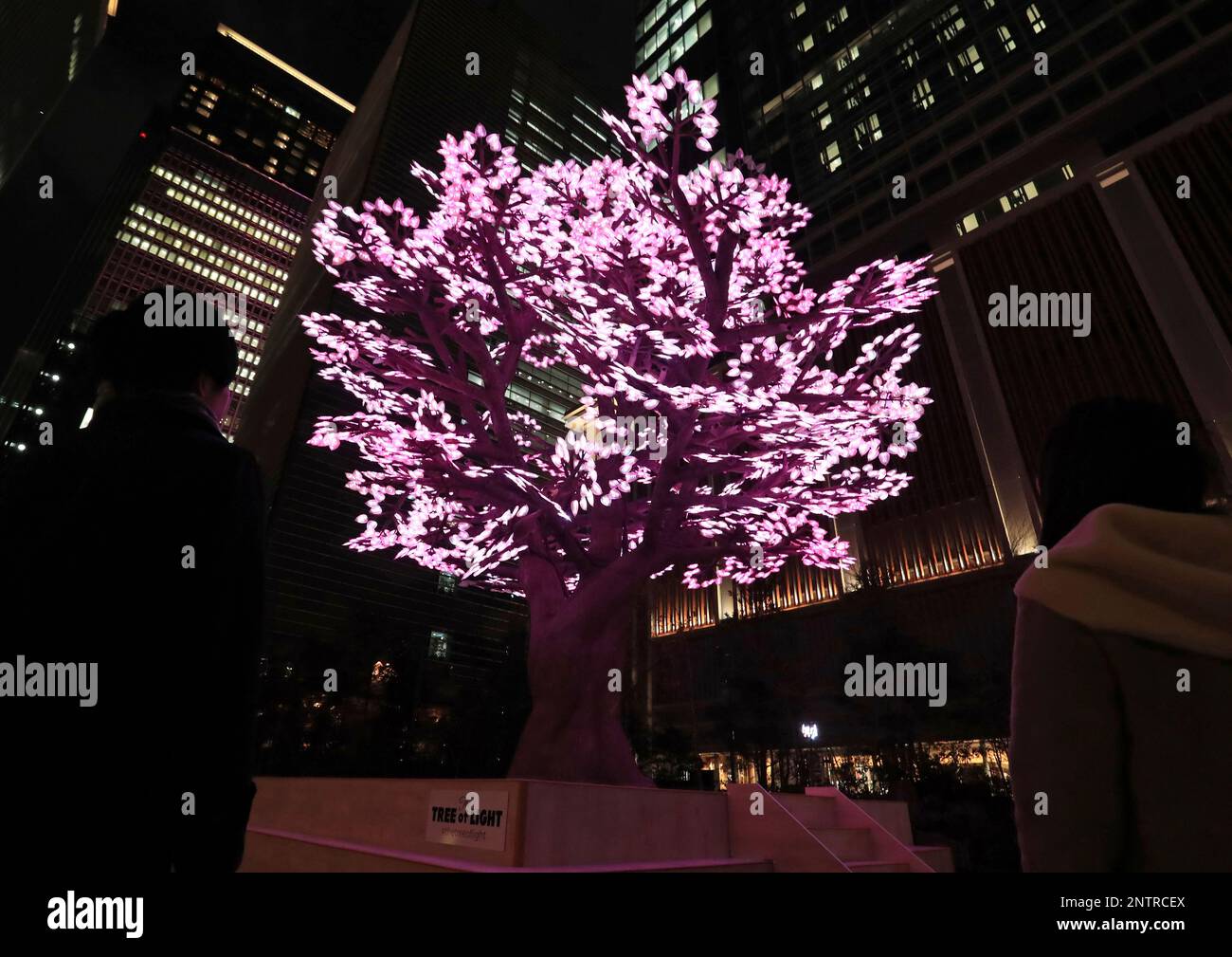 A pink light-up cherry tree is shown during a pre-view of Nihonbashi ...