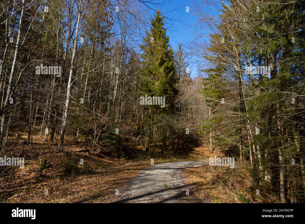 Pathway sun woodland shadow hi-res stock photography and images - Alamy