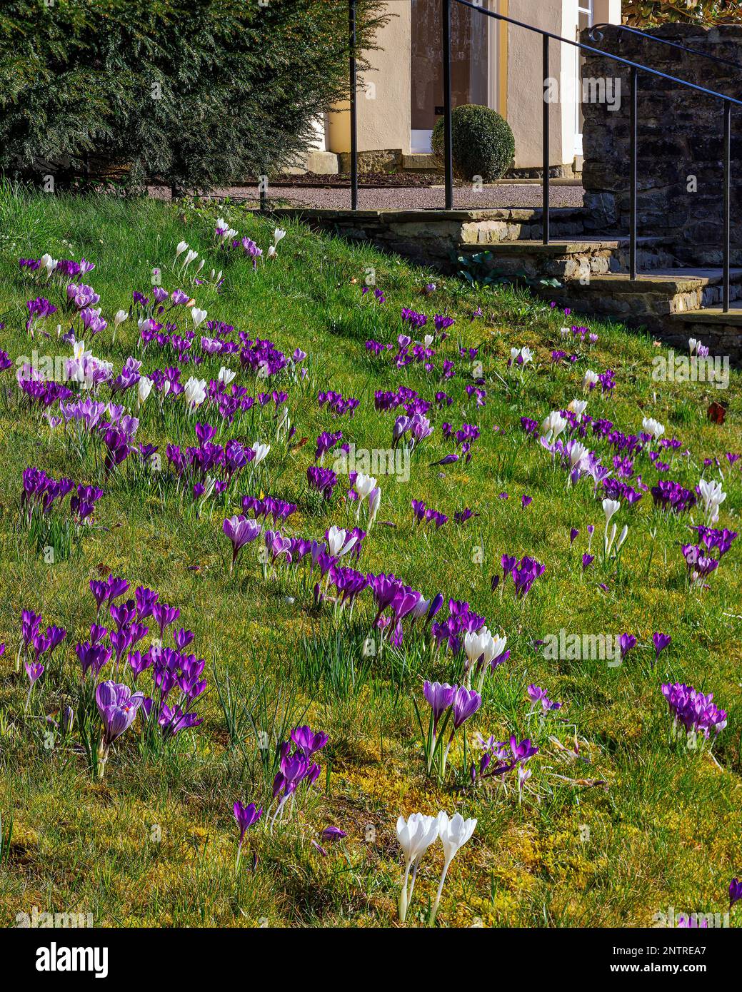 Crocus vernus 'Jeanne d`Arc' and 'Rememberance' at Aberglasney Gardens ...