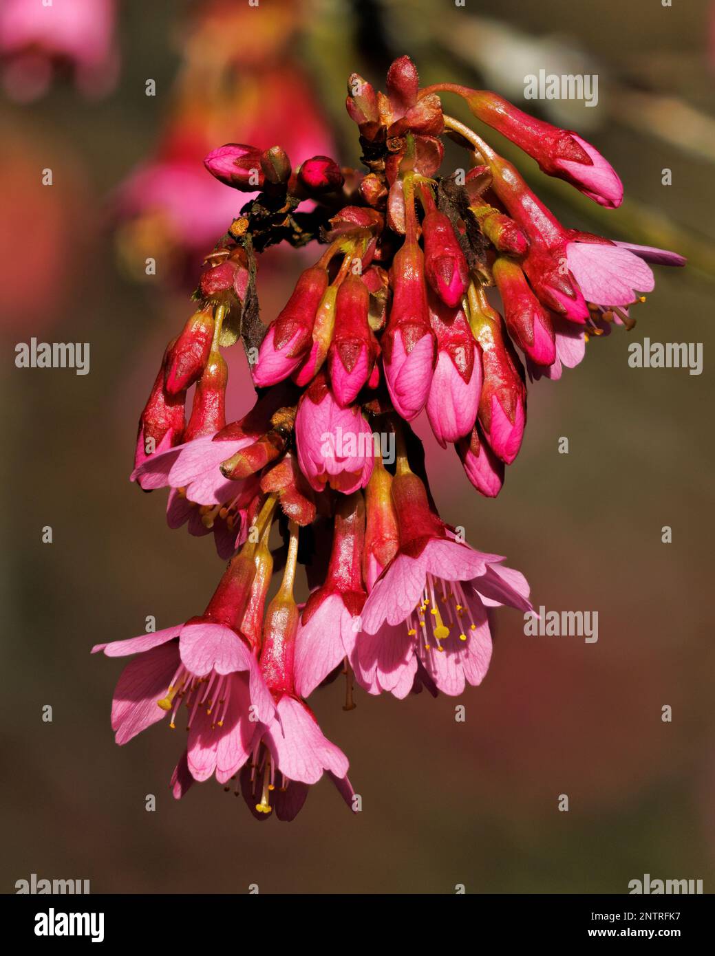 Paean hi-res stock photography and images - Alamy