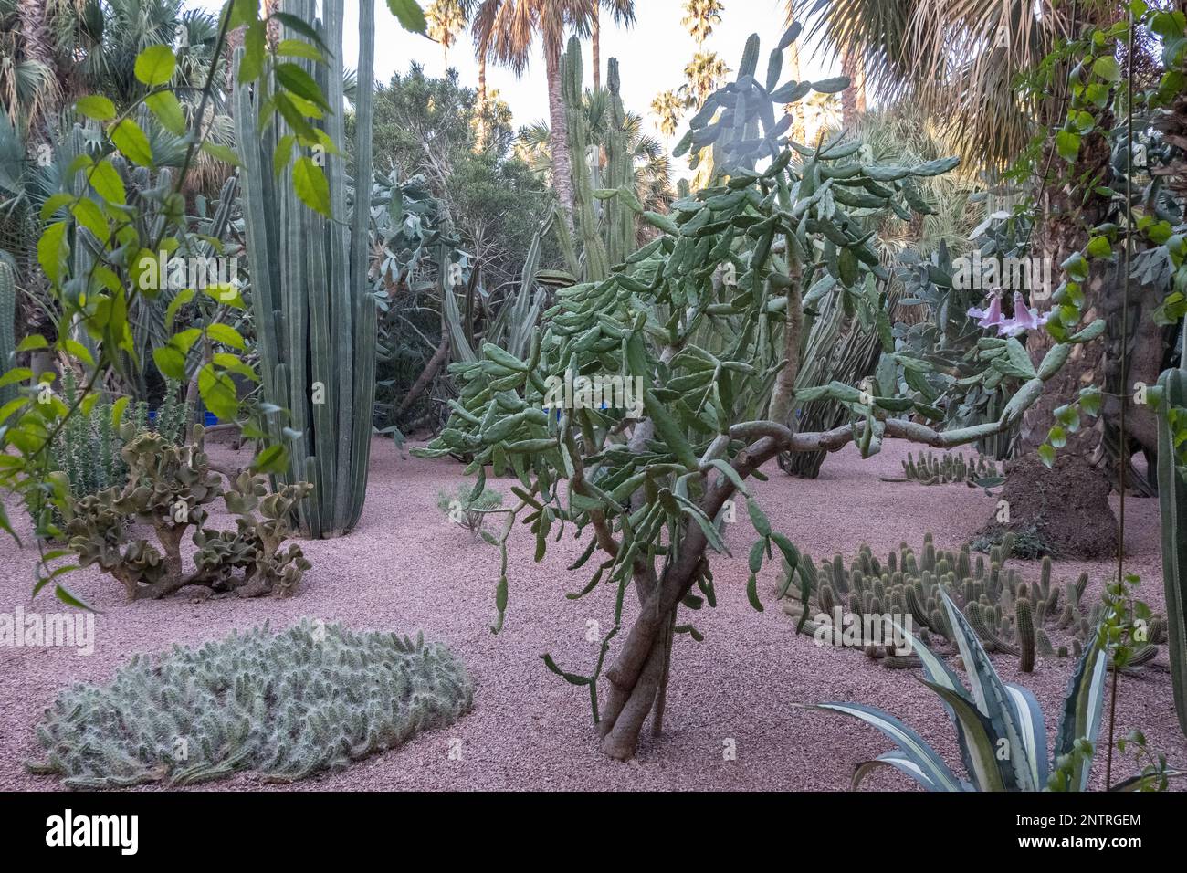 A group of cacti in a garden, varying in size and shape, creating a ...
