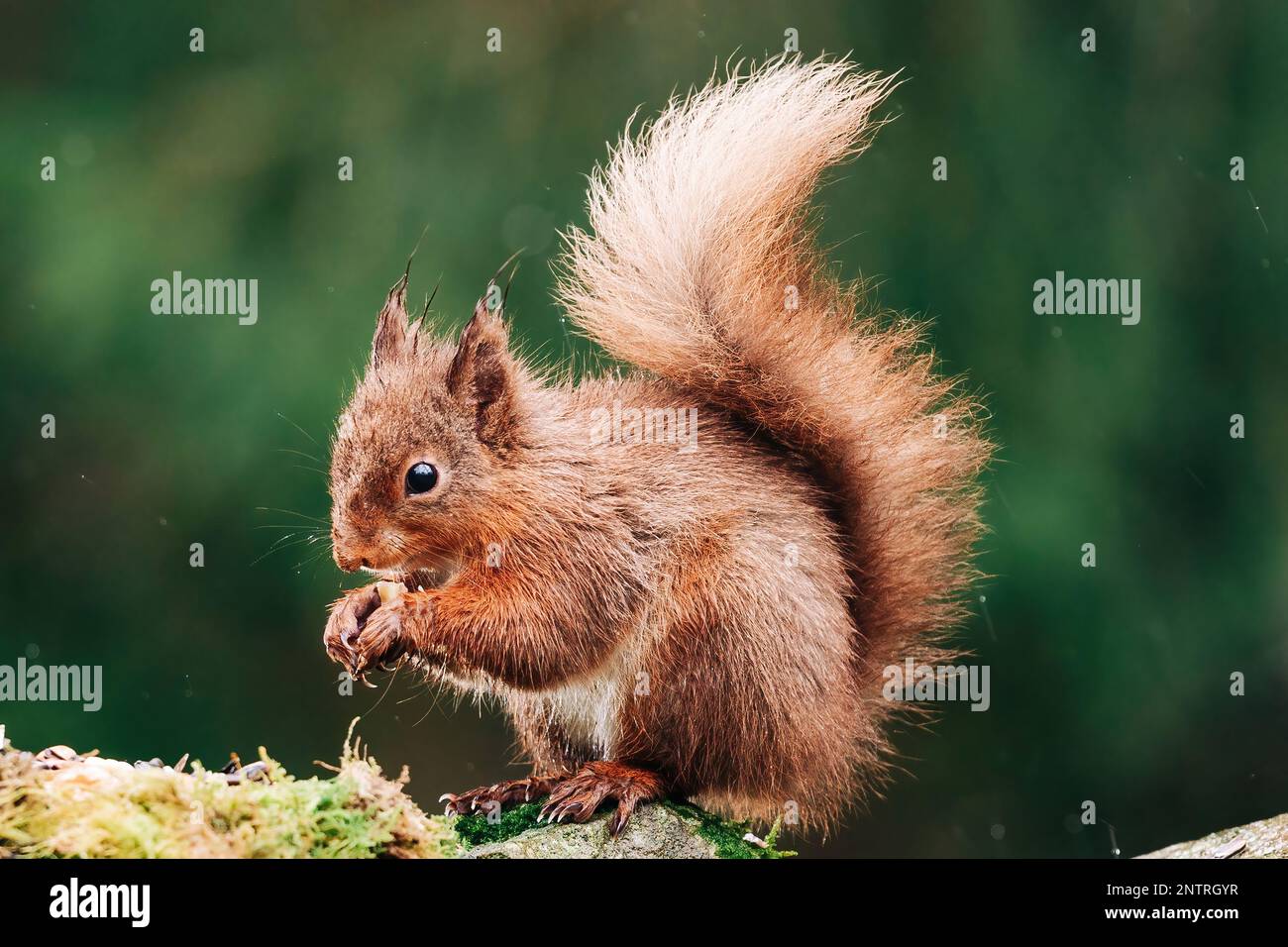Red squirrel searching for nuts in the countryside and rain. Trees and ...